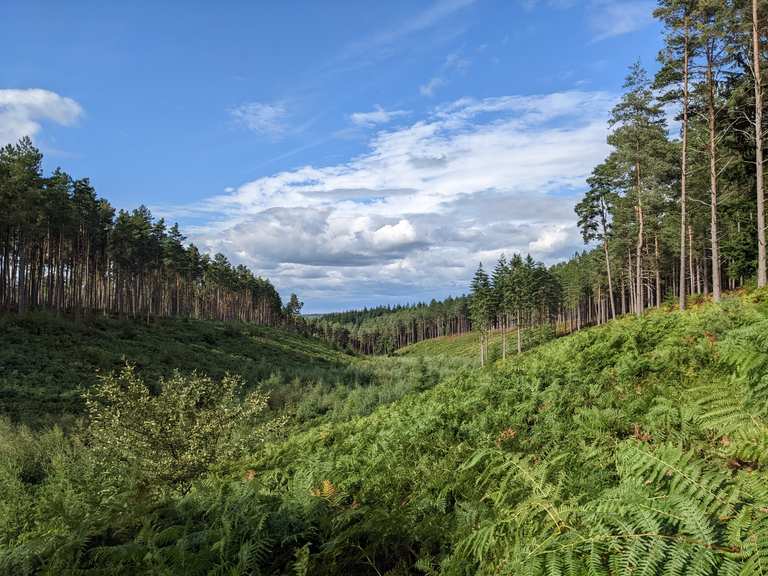 Winterfold Wood & Reynards Hill Viewpoint loop — Surrey Hills | hike ...