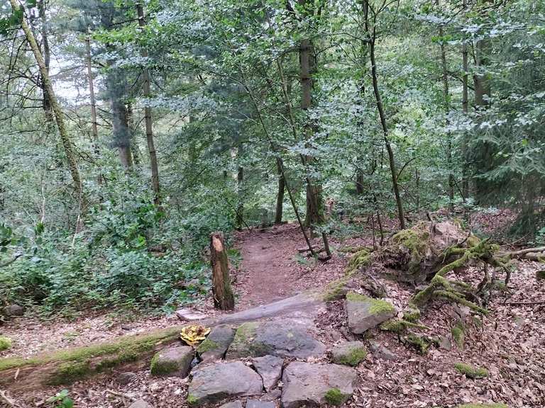 Lumberjack Trail – trasy MTB | Komoot