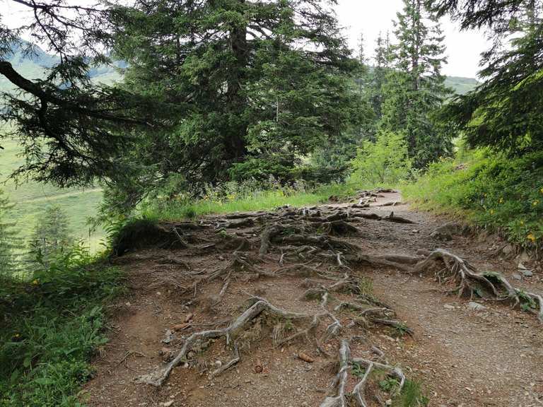 Trail to Stutzalpe and descent to Baad – Hiking & Cycling Routes | Komoot