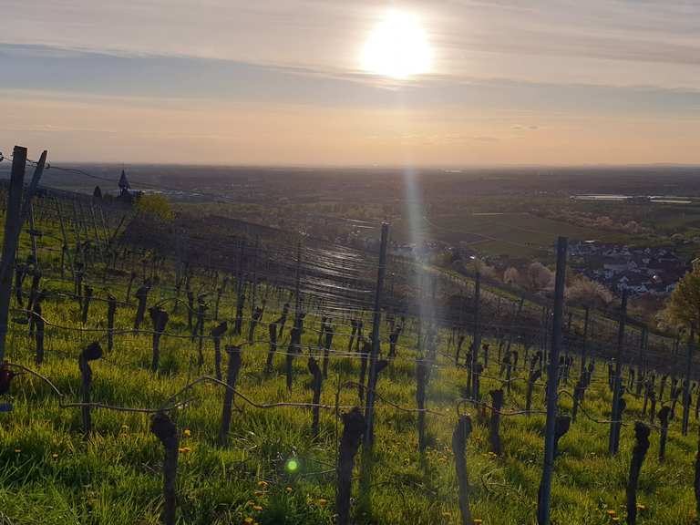 Varnhalt - Weinberg - Wanderung - Itinéraires de rando et marche | Komoot