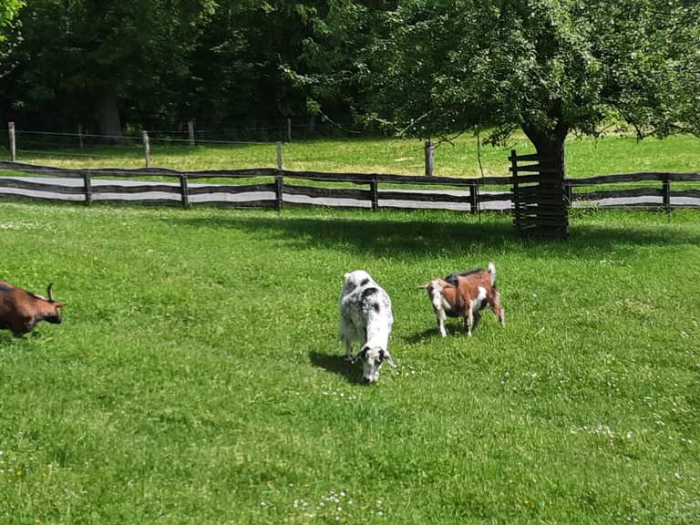 Landgasthof Hohen Hagen, schönes Ausflugslokal , leider in Coronazeiten ...