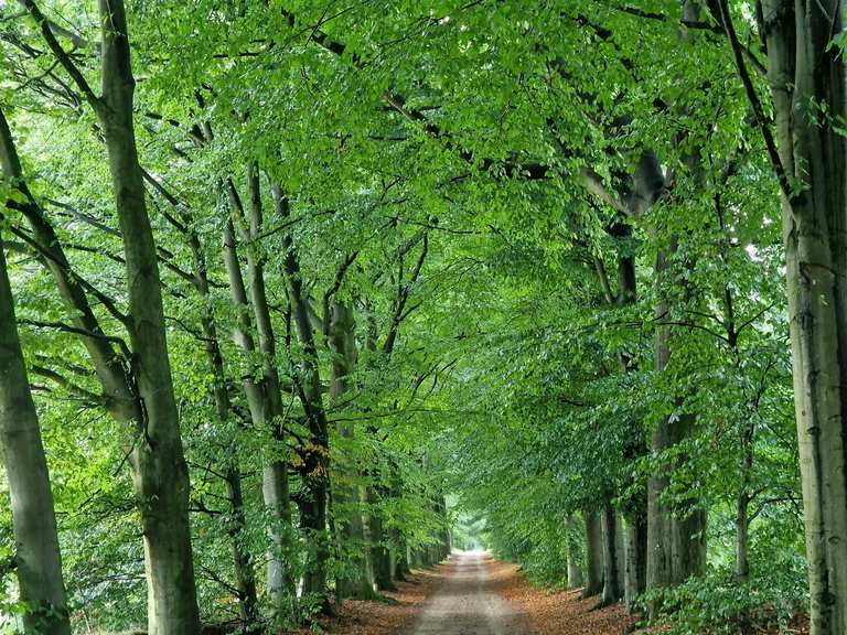 Brede laan met grote bomen Routes for Walking and Hiking | Komoot