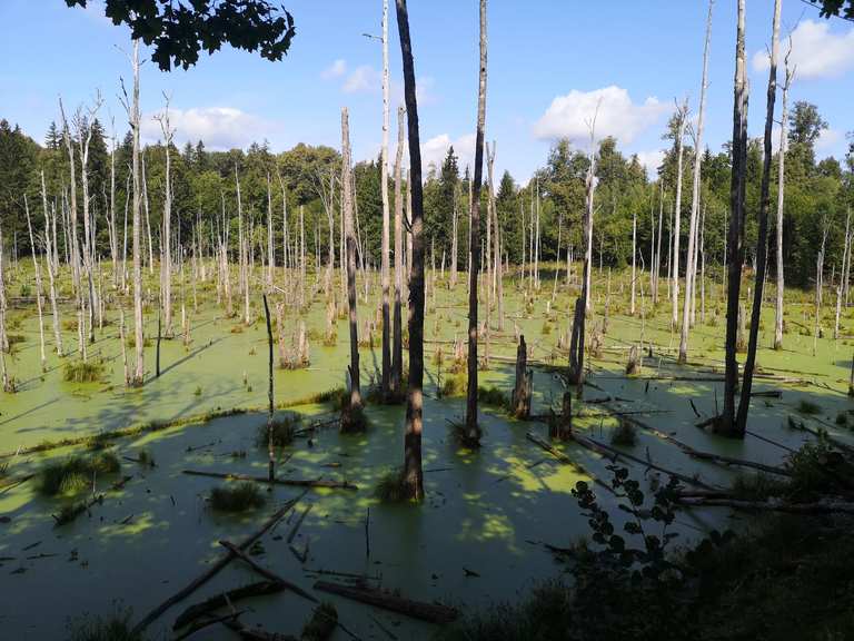 Rezerwat Borki : Radtouren und Radwege | komoot