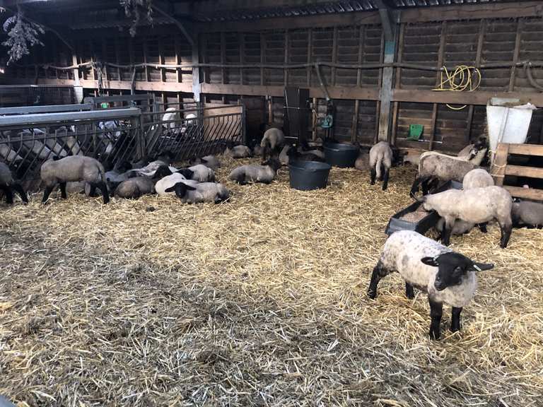 Schaapskooi Mergelland - Epen : Radtouren und Radwege | komoot