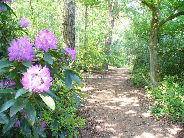 Abinger Roughs loop — Surrey Hills AONB | corsa | komoot