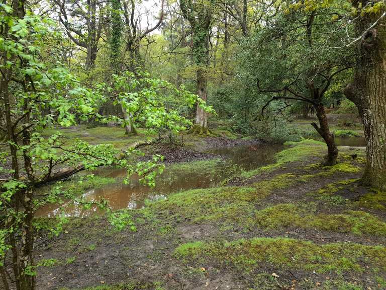 Ober Water Stream, New Forest National Park Routes for Walking and ...