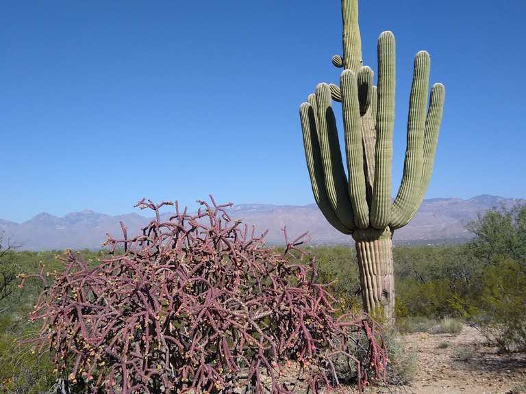Cactus Forest & Mica View Trail loop — Saguaro National Park | hike ...