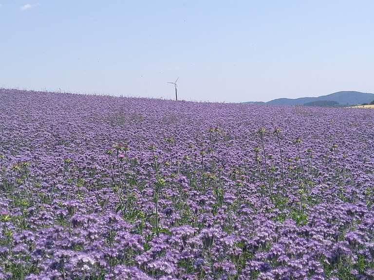 Schöne Abfahrt ins Kremstal von Lichtenau nach Ober-Meisling ...
