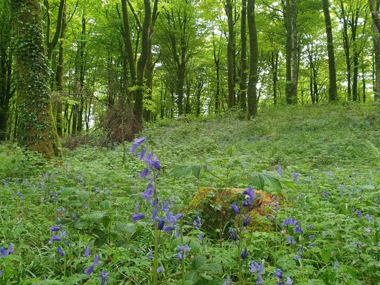 Mullaghmeen Forest loop | hike | Komoot