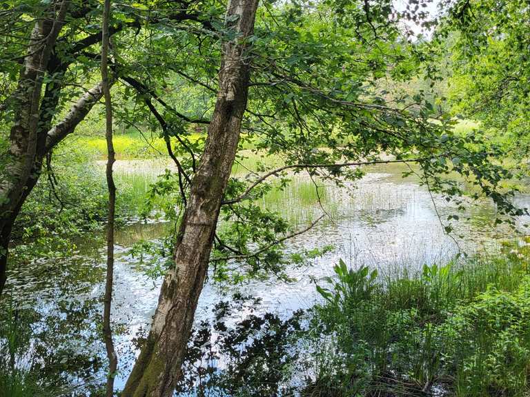Roydon & Setley Commons loop from Setley — New Forest National Park ...