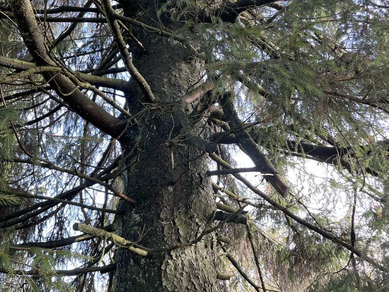 Große alte Fichte: Wanderungen und Rundwege | komoot