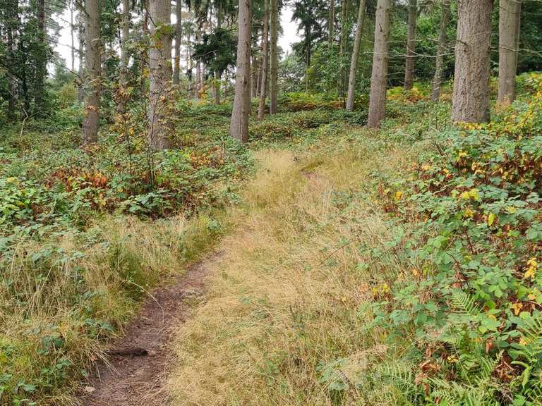 Comer Woods MTB-Routen: Mountainbike-Touren und -Trails | komoot