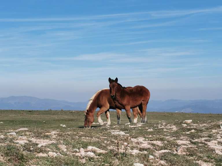 Da Assisi a Monte Subasio – giro ad anello – Parco Regionale del Monte ...