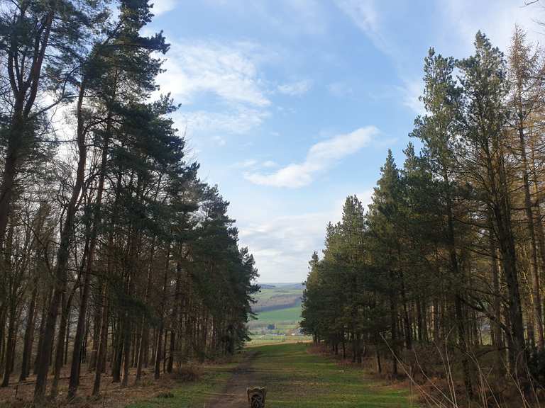 Chevin Forest Country Park Routes for Walking and Hiking | Komoot