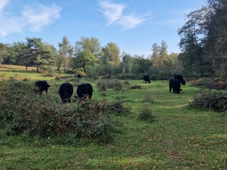 Mooi in boswachterij Dorst – Surae uitkijkplek rondtocht vanuit Dorst ...