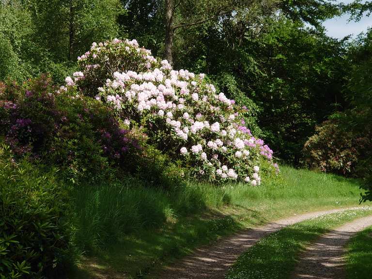 From Auchterhouse to Keillor Hill and Long Loch loop | percurso de Mountain Bike | komoot