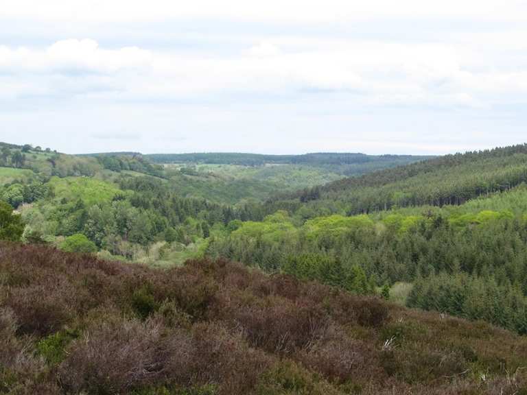 Ana Cross en Askew Rigg lus — North York Moors National Park ...