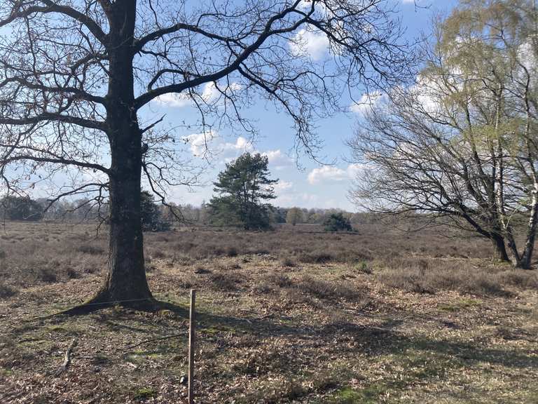 Mooi heideveld wandelroutes en hikes | Komoot