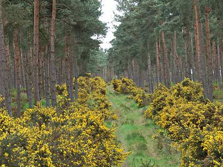 Reres Wood and Tentsmuir Sands loop from Leuchars — Tentsmuir National ...