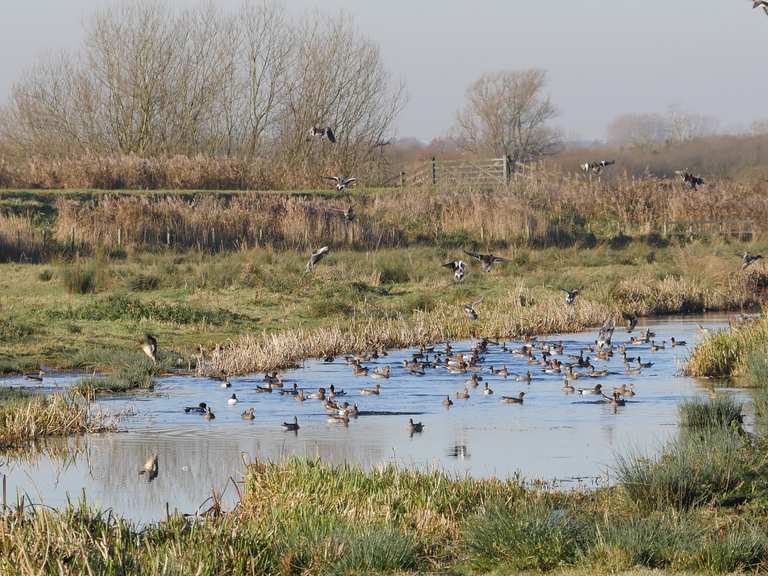 South Walsham Broad and Buckenham Marshes loop from Reedham — Broads ...