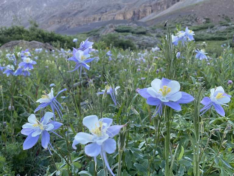 Mount Sherman a partir de Iowa Gulch — San Isabel National Forest ...