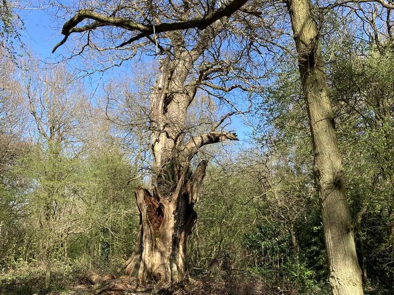 From Cutty Sark to Ancient Oak Tree in Scadbury Park | gravel ride | Komoot
