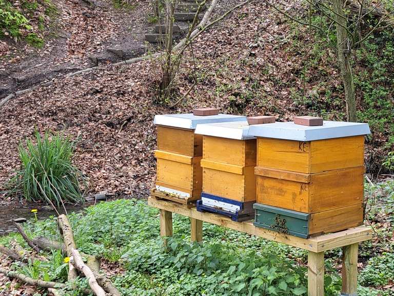 Ruches au passage du ruisseau d’Asselborn – Itinéraires vélo & Comment ...