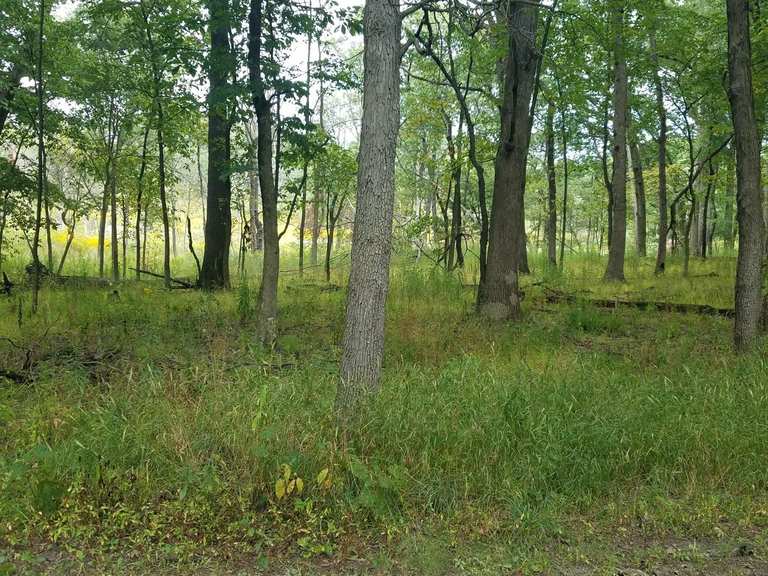 Palos Yellow Single Track Trail — Paw Paw Woods Nature Preserve | hike ...