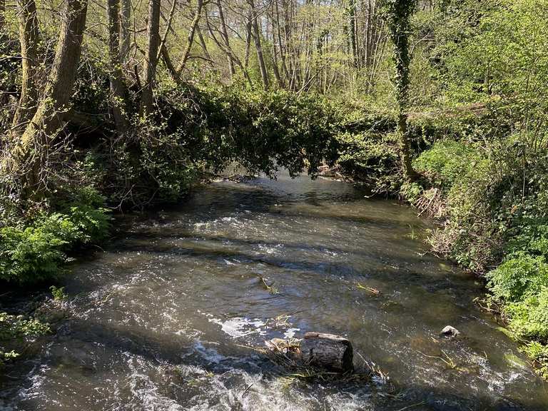 Woolmer Forest Rundweg: Wanderungen und Rundwege | komoot