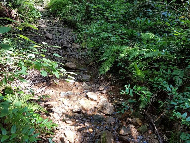 Rabbit Creek Trail a Abrams Falls Trail Loop — Great Smoky Mountains ...