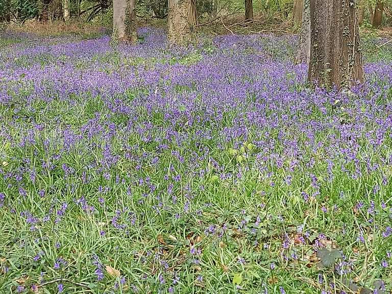 View of Slindon Folly – Mill Lane Tree Tunnel loop from Halnaker | hike ...