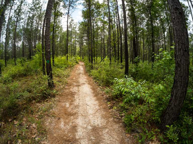 Sandstone Trail (inner loop) — Kisatchie National Forest | mountain ...