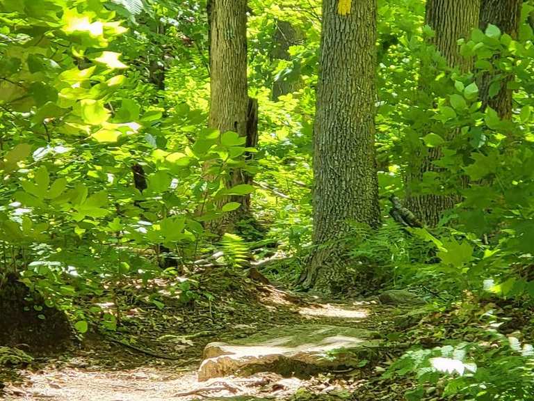 Gunstock ridge loop — Belknap Mountain State Forest | trilha | komoot