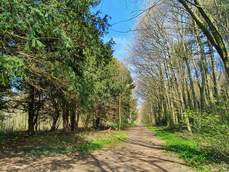 Conisbrough Viaduct and High Melton Wood loop from Sprotbrough | hike ...