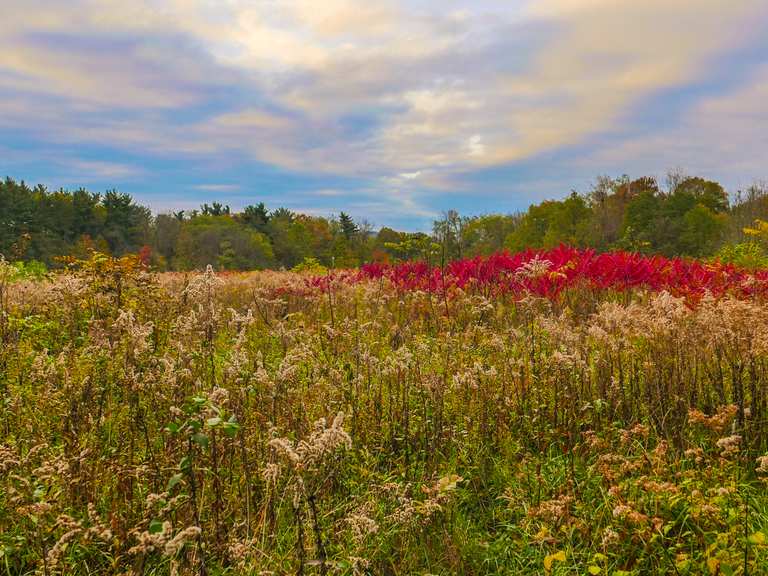 Loop do Chestnut Ridge Metro Park — Carroll, Ohio | caminhada | Komoot