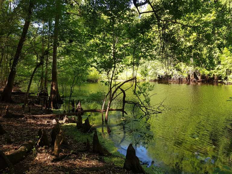 Hog Island über Croom Trail – Withlacoochee State Forest | Wanderung ...