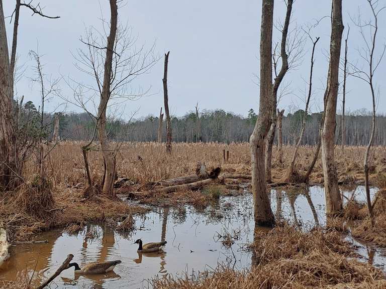Conestee Nature Preserve Viewpoint Routes for Walking and Hiking | Komoot