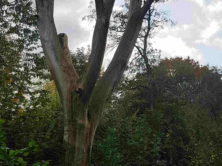 Eagle Point – Bridge to Reserve loop from Kampung Gertak Merah | hike ...