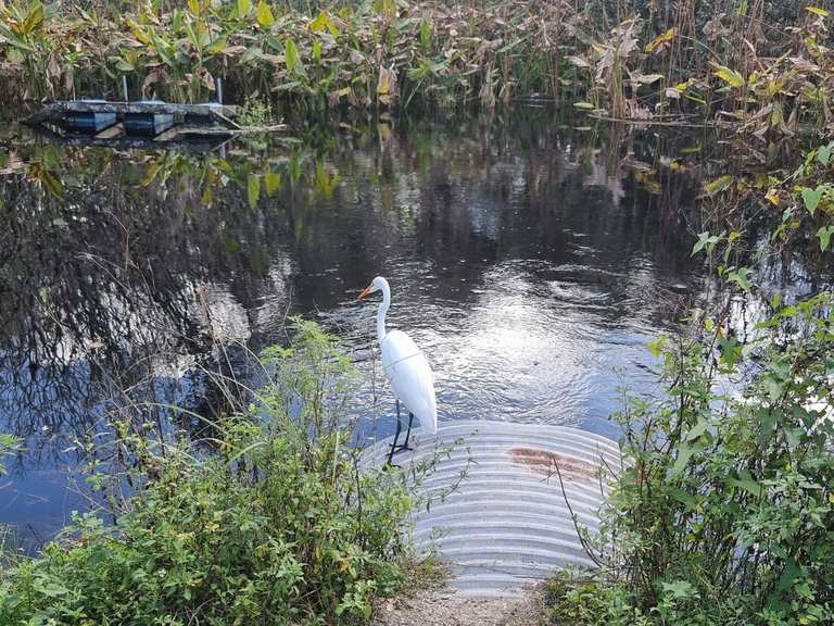 Bird Rookery Swamp - Routes and Map | Komoot