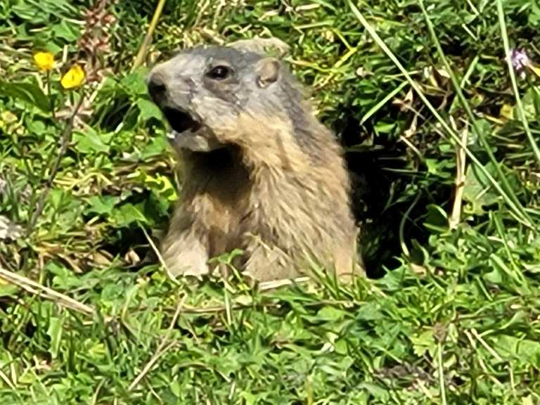 Marmots in front of the Käsealpe - Mountain Bike Trails & Tracks | Komoot