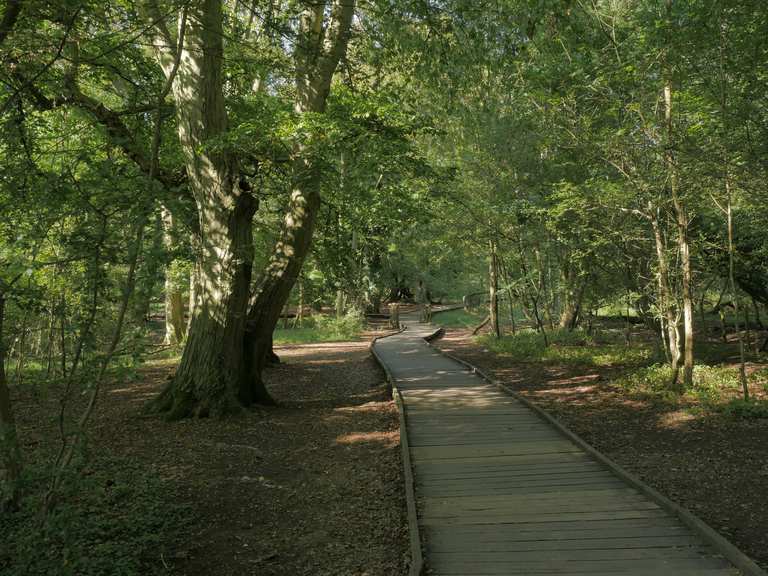 Hatfield Forest: Wanderungen und Rundwege | komoot