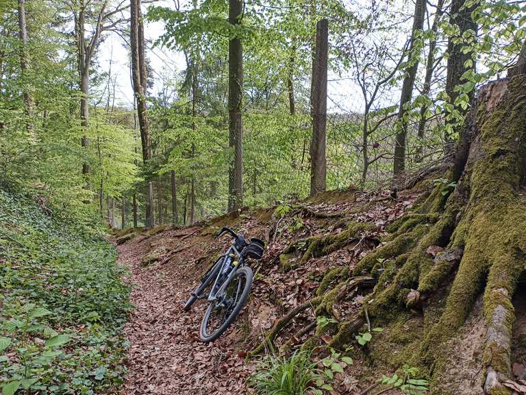 Singletrail Rand sopra Burgthann: percorsi e itinerari MTB | Komoot