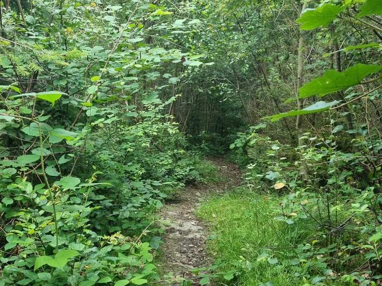 Steiler Waldweg: Wanderungen und Rundwege | komoot