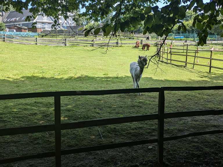 Llama and Alpaca Enclosure in Naturpark Bergisches Land Routes for ...
