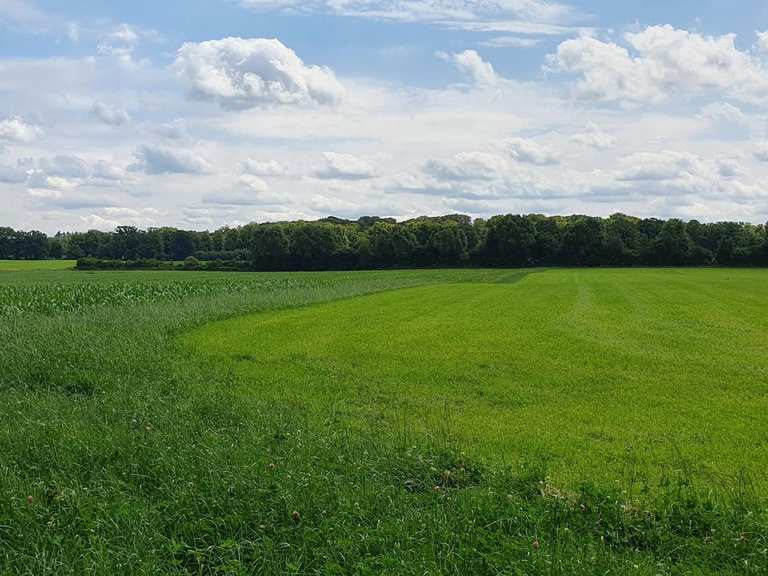 😎👍Great view and 200-year-old oak tree - Cycle Routes and Map | Komoot