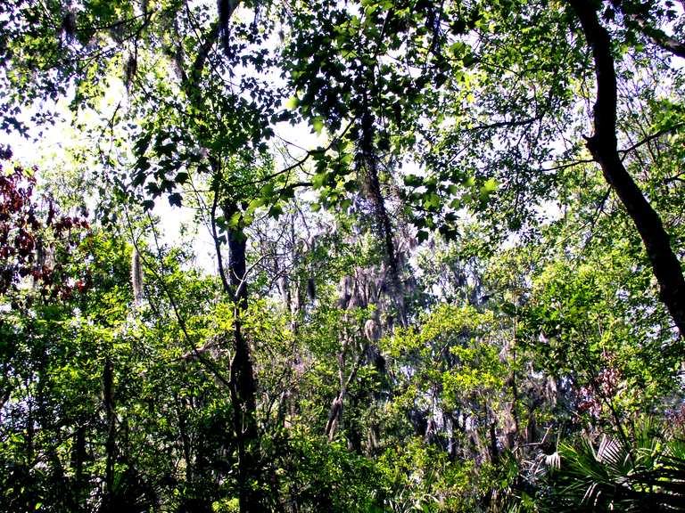 Tree Hill Natuurcentrum lus — Jacksonville | wandeling | Komoot