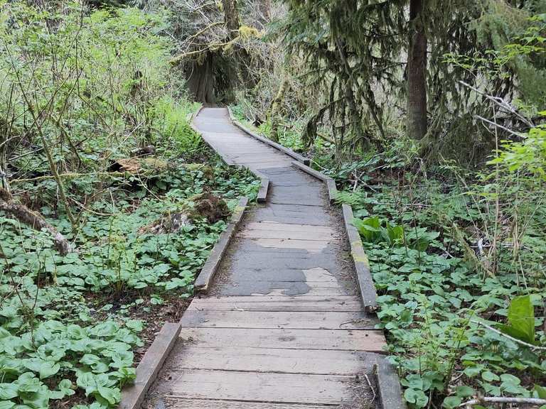 Watershed Park Loop — Olympia | run | Komoot