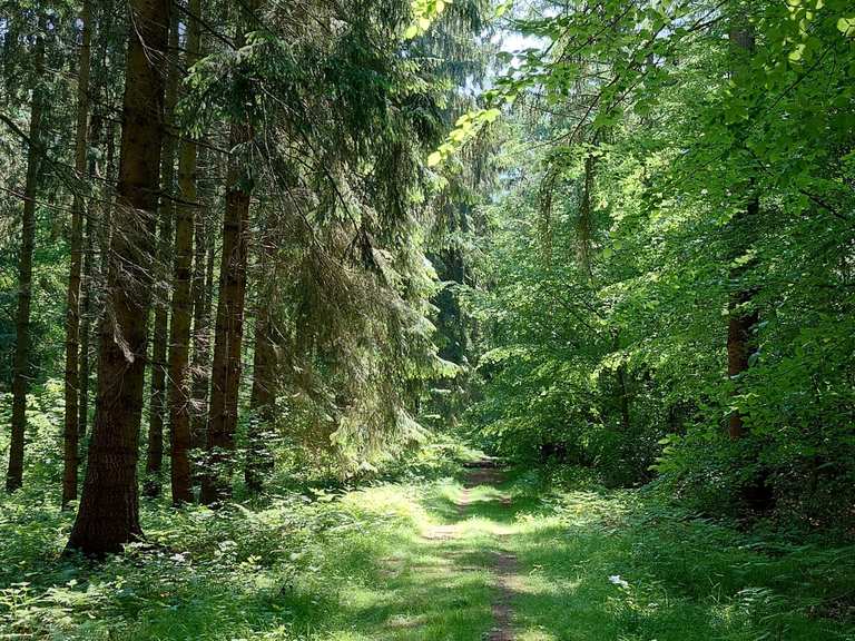 Piste cyclable en forêt - Itinéraires vélo et carte | Komoot