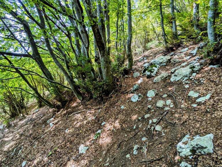 Repetitor Trail Monte Stol: Mountainbike-Touren | komoot