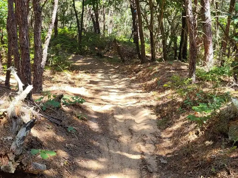 Paumanok Path loop — Rocky Point Pine Barrens State Forest | hike | Komoot